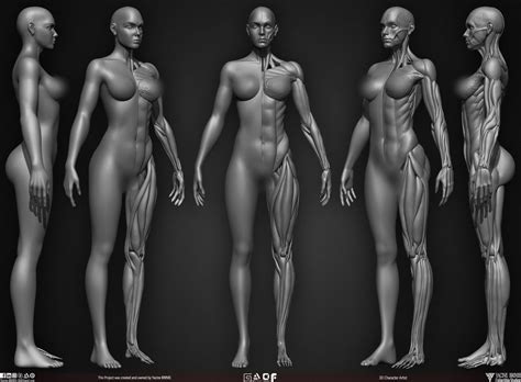 Female Human Muscles 3d Model By Yacine Brinis By Yacinebrinis On