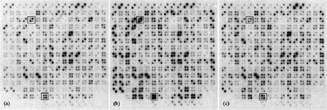 Cdna Macroarray Analysis Of The Early Stages Of Agrobacterium Mediated Download Scientific