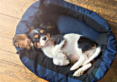 ¿cómo Puedo Prevenir Los Problemas Digestivos De Mi Perro Nupec