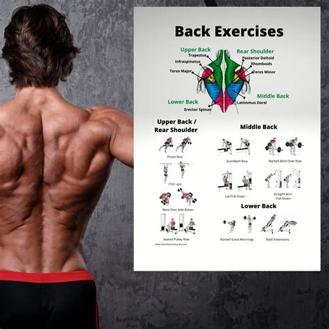 Erector Spinae Exercises