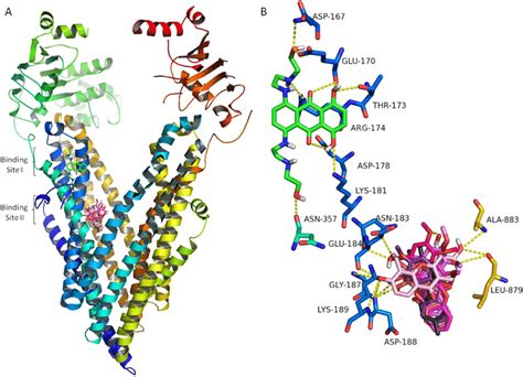A Ribbon Representation Of Human P Gp Model Mitoxantrone Binding Site
