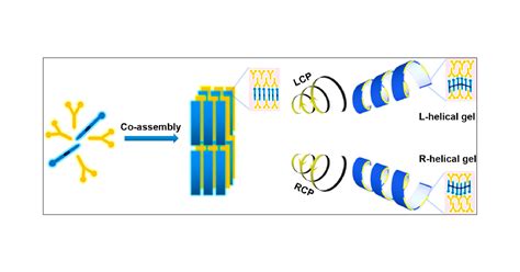 Controlling The Helicity Direction Of Nanoribbons By Circularly