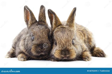 Two Bunny Rabbits Stock Image Image Of Sitting Beauty 68702695