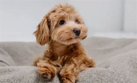Cockapoo Haircuts Find The Best Grooming Style For Your Dog