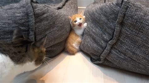 심쿵🧡 첫 아기 고양이 육아 두리편 몰아보기 냥보호녀 Youtube