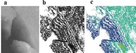A Representation Band 2 Of DEM Image Source B Apply Contour Download Scientific Diagram