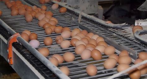 Hendrix Genetics To Explore Sex Sorting Tech In Egg Laying Industry
