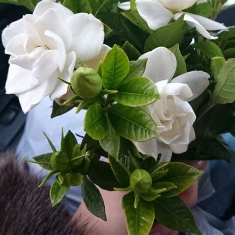 Gardenias | Гардения, Цветы
