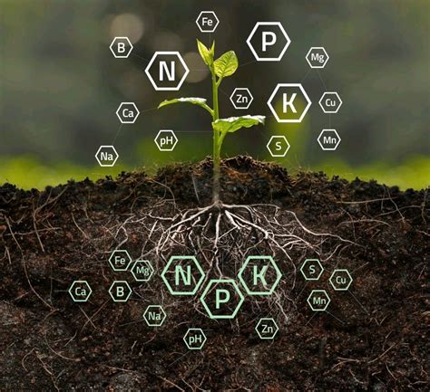 Phosphate Solubility A Crucial Aspect Of Nutrient Availability Kmkaco