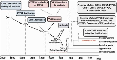 Fungal Cytochrome P450 Monooxygenases Their Distribution Structure