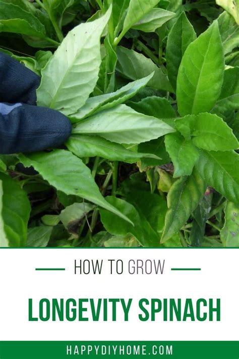 How To Grow Longevity Spinach Happy Diy Home