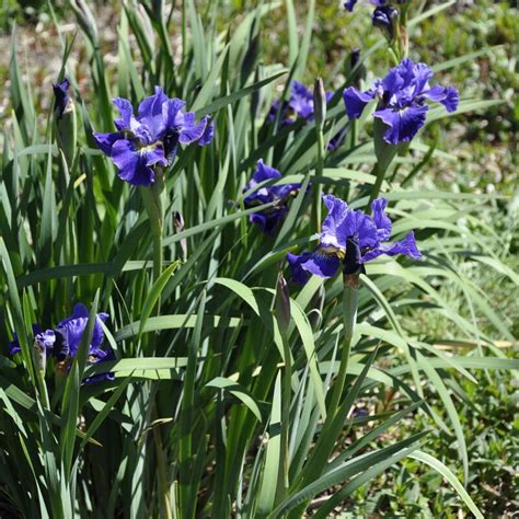 How To Grow Irises Claire Austin