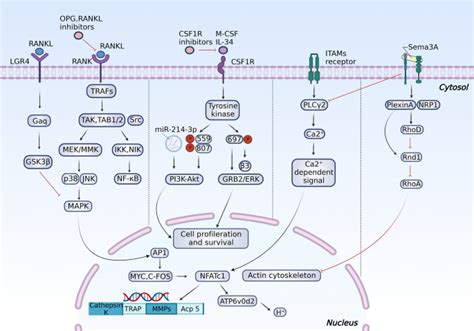 骨病的靶向策略：信号通路和临床研究 Signal Transduction And Targeted Therapy X Mol