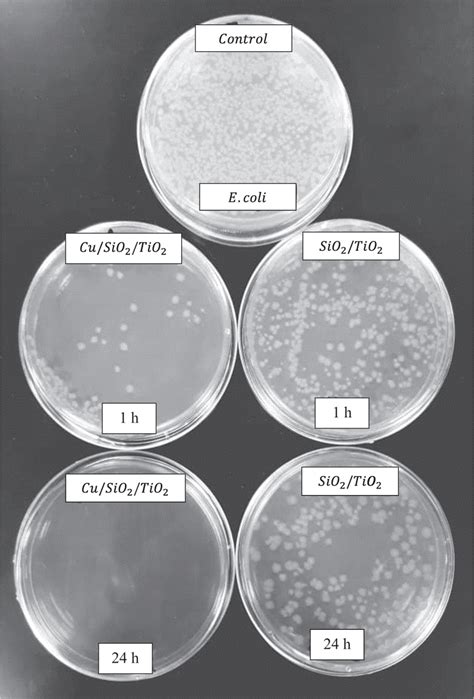 Antibacterial Activity Of Cusio2tio2 Left Sio2tio2 Right And