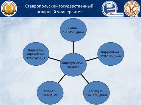 Овцеводство. Технология производства и переработки продукции ...