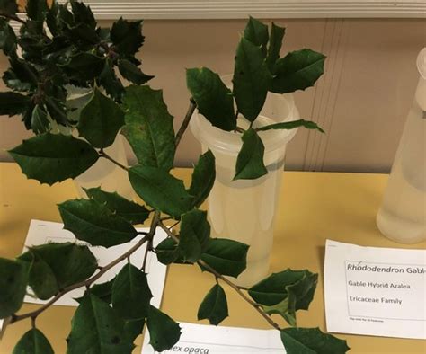 Narrow And Broadleaf Evergreen Trees And Shrubs Flashcards Quizlet