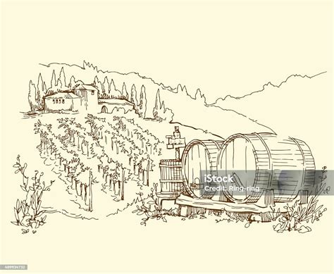 Tangan Dibuat Sketsa Ladang Anggur Dan Kebun Anggur Ilustrasi Stok