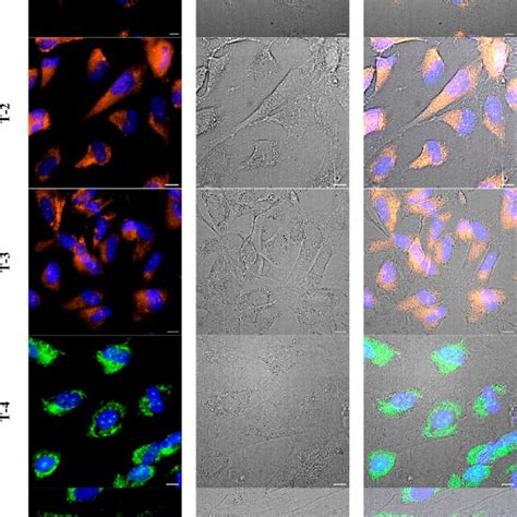 Absorption Spectra Of The Trimethine Cyanine Dye T 1 In Dsdna A And Download Scientific