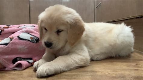 새끼강아지에게 기다려를 알려줘요 아기강아지 골든 리트리버 댕댕이 Youtube
