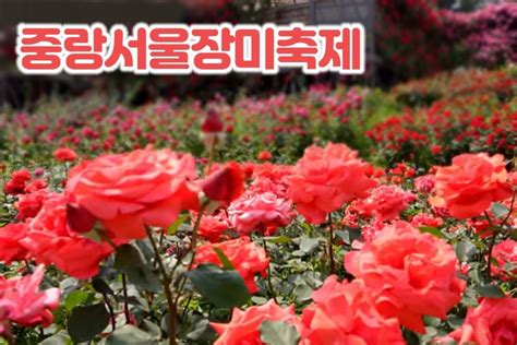서울에 이런 곳이 2024 중랑 서울장미축제 황홀한 아름다움 일정은