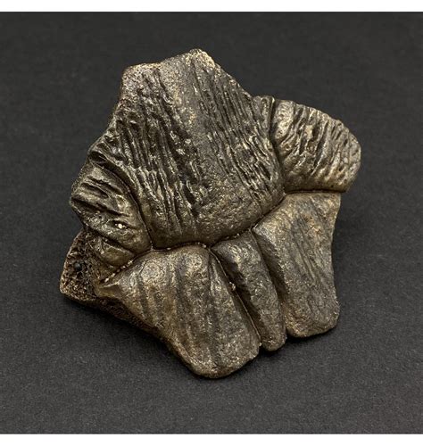 Fossils For Sale Fossils Fossil Giant Sea Turtle Nuchal Bone