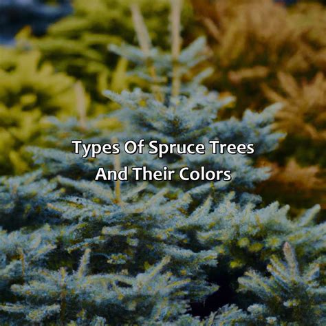 What Color Is Spruce