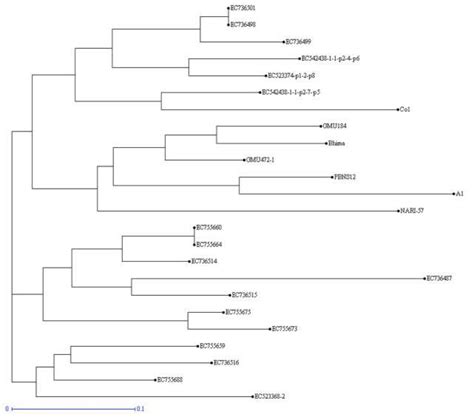 Dendrogram Showing The Genetic Relationships Among 24 Safflower