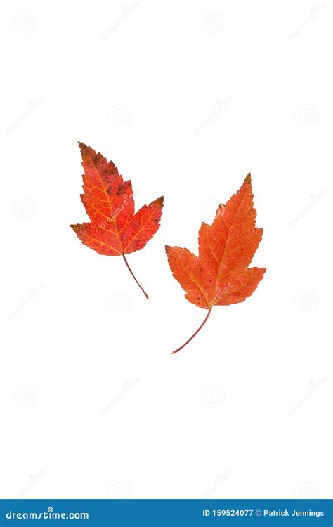 Three Lobed Red Maple Leaves Stock Image Image Of Nature Decoration