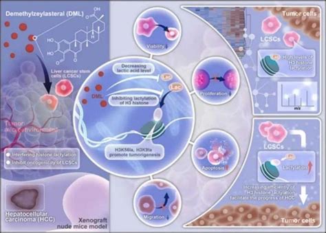 糖酵解、乳酸代谢、组蛋白乳酸化修饰 知乎