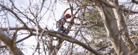 Tree Pruning And Removal How To Tell When Its Time Friendly Tree Service