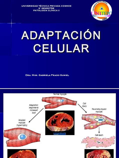 Adaptacion Celular | PDF