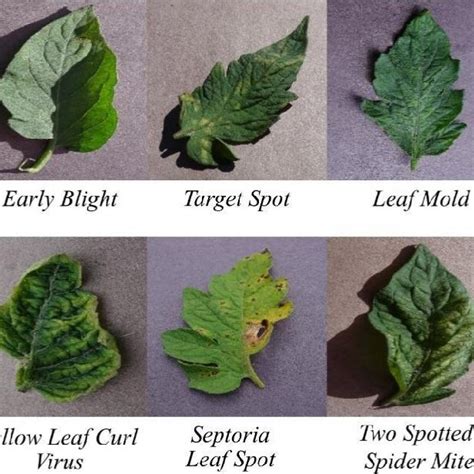 Examples Of Tomato Plant Leaves Download Scientific Diagram