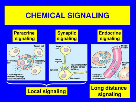 Ppt The Principle Of Cell Signaling Powerpoint Presentation Free Download Id3113304