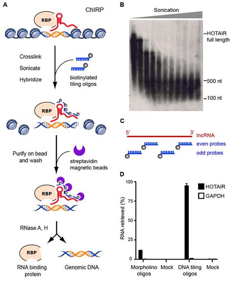 genomic maps of long noncoding rna occupancy reveal principles of rna