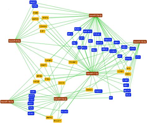 Mirnagene Interactions Network Constructed Using Mirnas With More Than