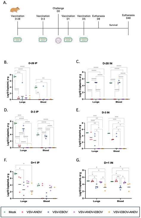 Viruses Free Full Text Bivalent Vsv Vectors Mediate Rapid And Potent Protection From Andes