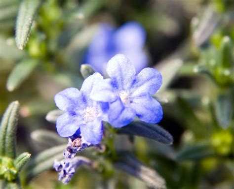 Lithodora Diffusa Alba Riverside Garden Centre