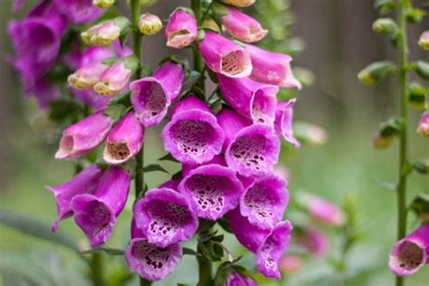 Top 10 Foxglove Varieties For Stunning Cottage Gardens
