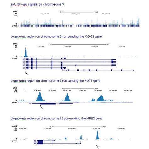 RUNX RUNX T Polyclonal Antibody Invitrogen μL Unconjugated Antibodies Fisher Scientific