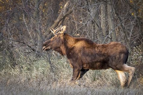 Moose On The Loose Rutt Has Been Spotted Positive Encouraging K Love