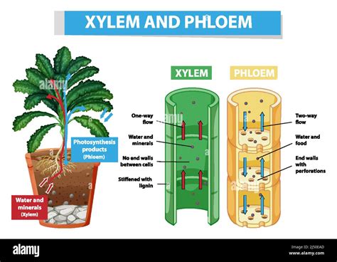 Xylem And Phloem