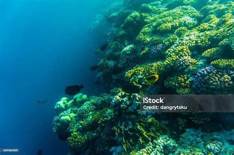 열대 바다 의 생명 수면 아래에 떠있는 물고기로 가득 찬 산호초 잔물결을 통해 광선이 밝아집니다 0명에 대한 스톡 사진 및 기타 이미지 Istock