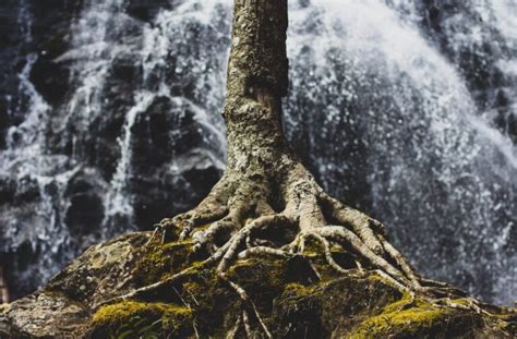 What Dissolves Tree Roots In Sewer Lines Solved Everything Arboriculture