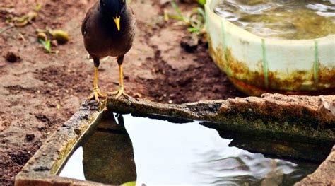 Why It S Crucial To Save Endangered Bird Species From Extinction Live Enhanced