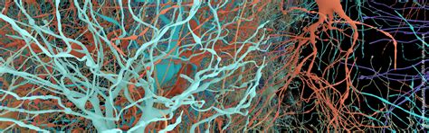 Simulation Neuroscience Blue Brain Project