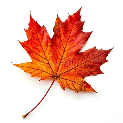 Abstract Maple Leaf Stock Illustration Illustration Of Environmental 367244377