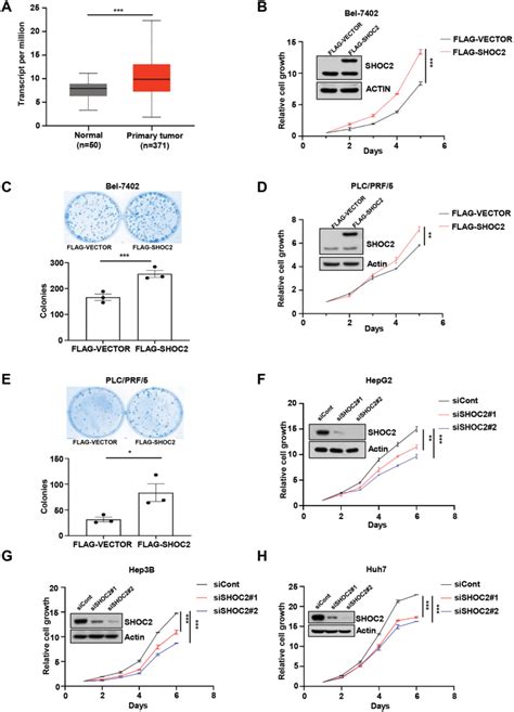 Shoc2 Plays An Oncogenic Or Tumor Suppressive Role By Differentially Targeting The Mapk And