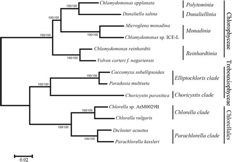 Phylogenetic Tree Of Green Algae Based On Nucleotide Data First And