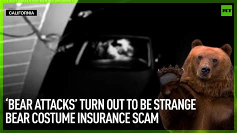 ‘bear Attacks Turn Out To Be Strange Bear Costume Insurance Scam