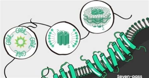 Multi Pass Transmembrane Protein Development Platforms